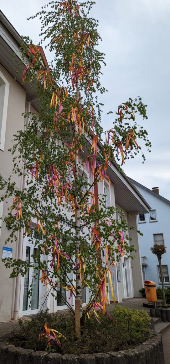 Der Maibaum – Rodena